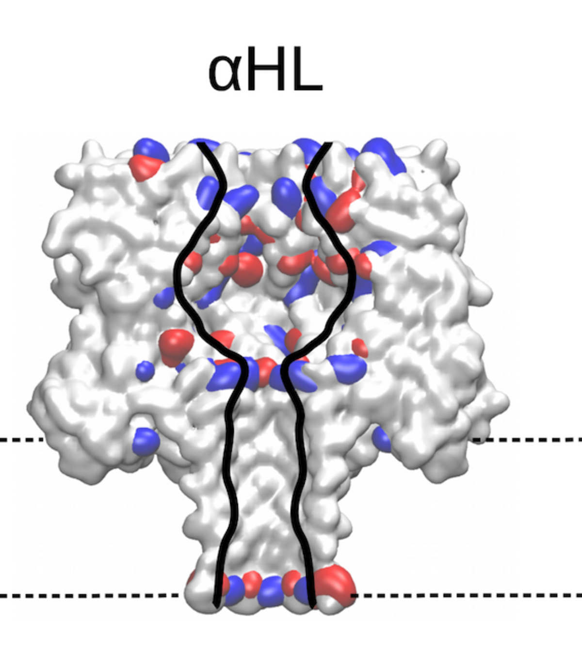 “Piz Daint” simulations aid team’s quest to sequence a single protein ...