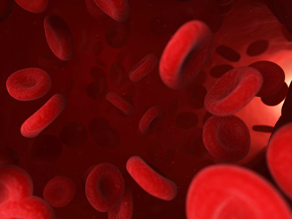 The spleen and its effect on red blood cells | CSCS