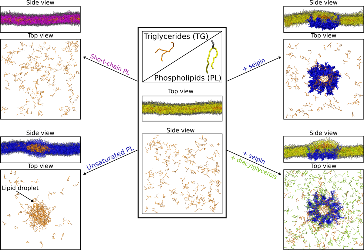 Scientists explore lipid metabolism with simulations and experiments | CSCS