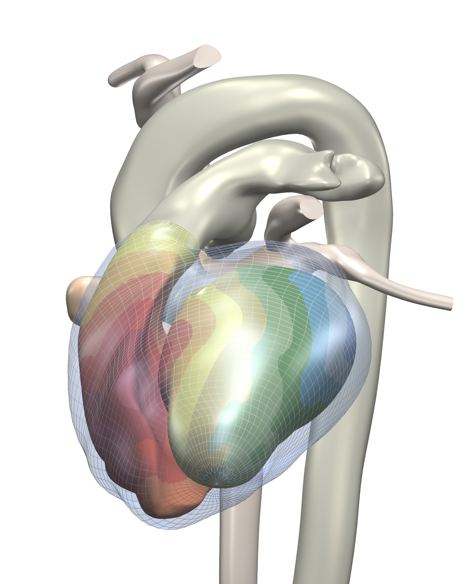A supercomputer to understand the failing heart | CSCS
